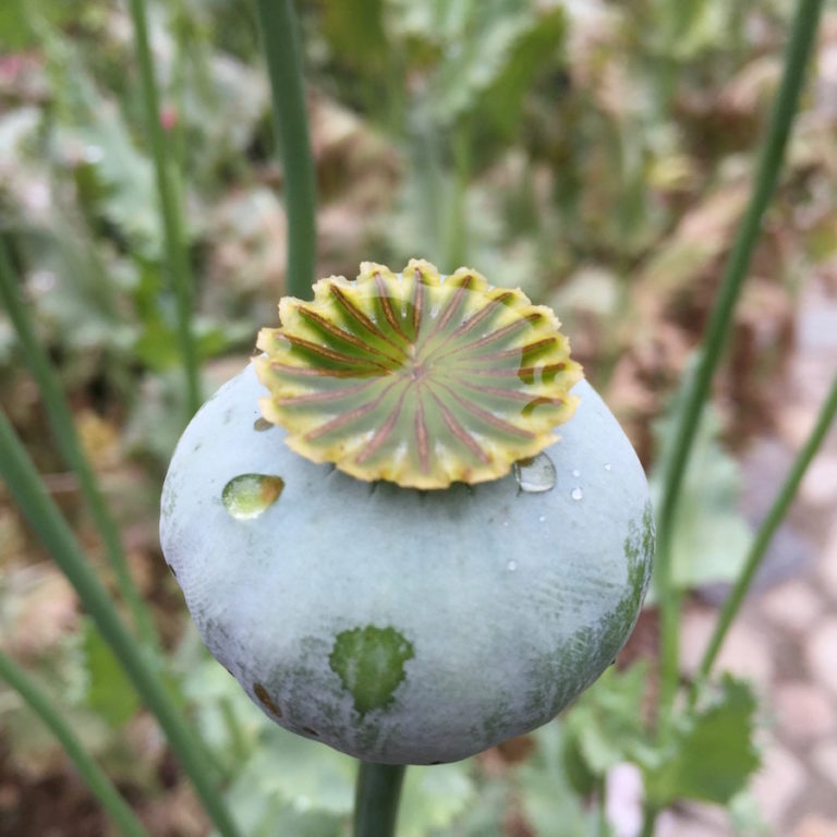 just drawing some goache cats…